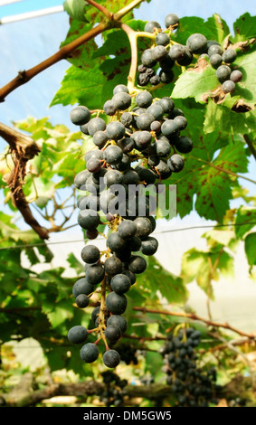Red leaves of wild grapes on a wall at autumn Stock Photo - Alamy