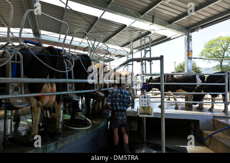 A typical automated milking shed on a South Island New Zealand dairy ...