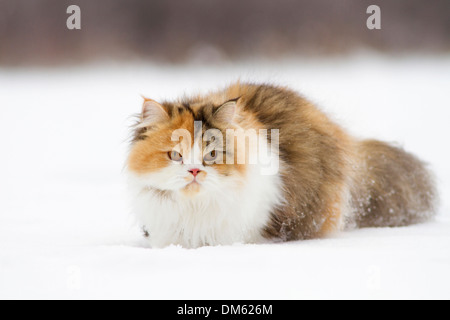 Tricoloured Persian Longhair Adult lying snow Stock Photo - Alamy