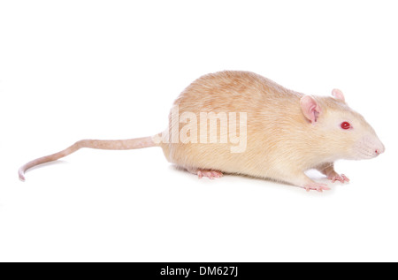 Albino White Domesticated Rat (Rattus norvegicus), and newborn ...