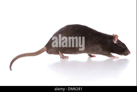 walking fancy rat Stock Photo - Alamy