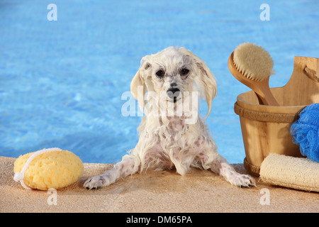 Wet Maltese looking out from bathtub standing next to swimming pool ...