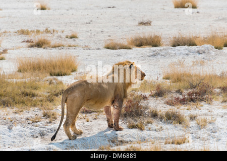 A male lion (Panthera leo), its stomach bloated from a recent meal ...