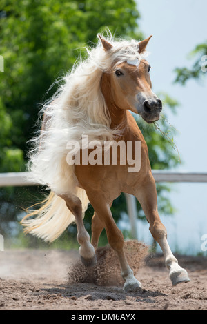 Haflinger horse galloping with mane flowing Stock Photo - Alamy