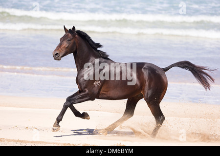 Hanoverian Horse Bay stallion galloping beach New Zealand Stock Photo ...