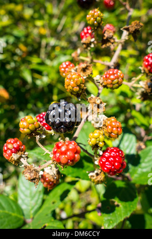 Red and black blackberry fruits, autumn colours, colors, bramble Stock ...