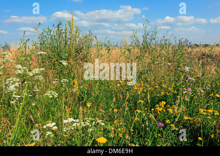 Flower meadow in summer with different colorful flowers Stock Photo - Alamy