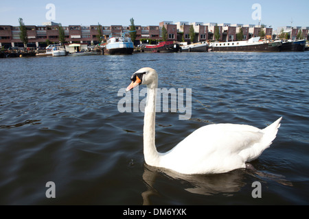 White swan in Dutch canal Stock Photo - Alamy