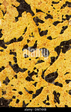 Slime mold (Physarum polycephalum) in a forest, Bas-Rhin, Alsace ...