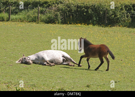 lying Mini Shetland Pony Stock Photo - Alamy
