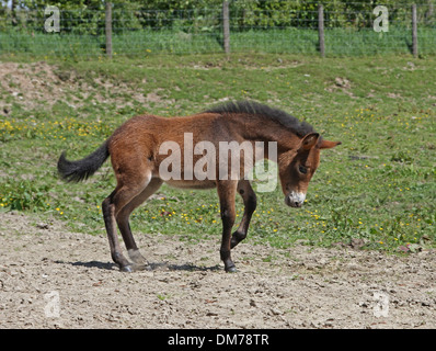 Mini mule foal playing Stock Photo - Alamy