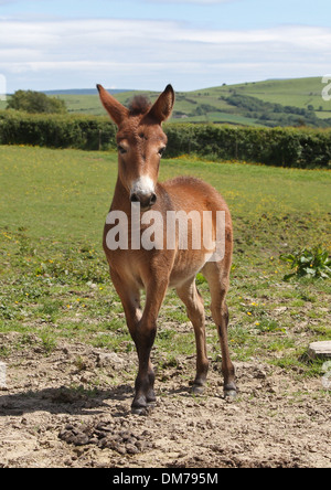 Mini mule foal Stock Photo - Alamy