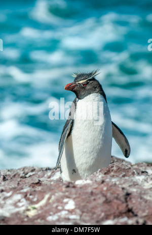 Rockhopper penguin in Argentina Stock Photo - Alamy