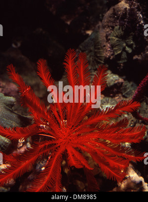 Red feather starfish (Himerometra robustipinna) in aquarium Stock Photo ...