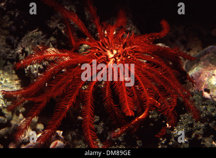 Red feather starfish (Himerometra robustipinna) in aquarium Stock Photo ...