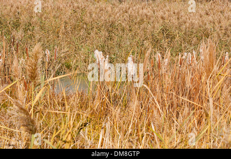 old dry cane on swamp background Stock Photo - Alamy