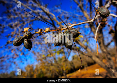 Pecan nuts sit on a tree branch in Las Cruces, New Mexico, on 1 ...