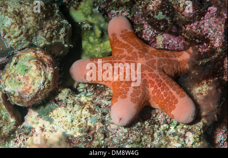 Granulated sea star on the ocean floor Stock Photo - Alamy