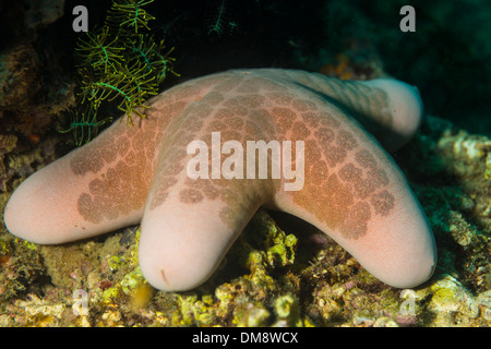 Granulated sea star on the ocean floor Stock Photo - Alamy