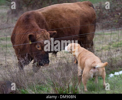 Roseburg, Oregon, USA. 12th Dec, 2013. A pair of dogs walk down a dirt ...