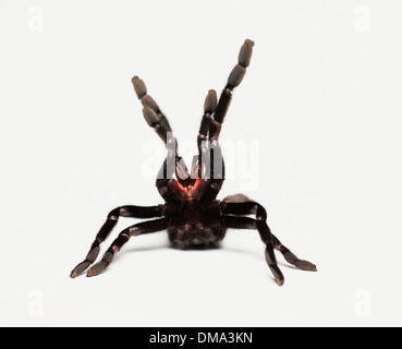 Tarantula spider ready to attack Stock Photo - Alamy