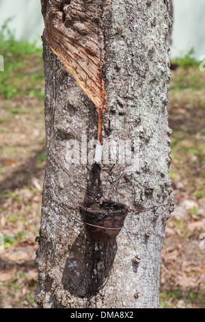 Latex sap dripping out of a tree in a rubber plantation, Thailand Stock ...