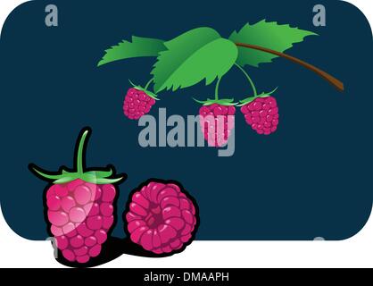 Vector color illustration of a raspberry. The vector file is in AI-EPS8 ...