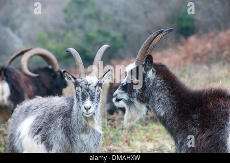 Wild goats at Cheddar Gorge, Somerset Stock Photo - Alamy