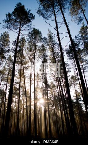 Briesen, Germany. 13th Dec, 2013. The midday sun shines through the ...