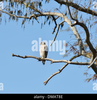 The red-shouldered hawk bird perching on electric cable looking for ...
