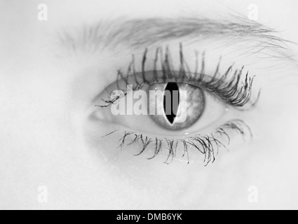 Red cat with a sore eye close-up portrait Stock Photo - Alamy