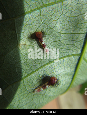 Larvae of the White Morpho butterfly Stock Photo - Alamy