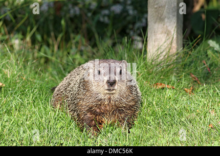 Woodchuck Groundhog Eastern Marmot, Marmota monax Stock Photo - Alamy
