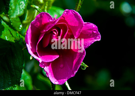 Old fashioned perfumed climbing rose Stock Photo - Alamy