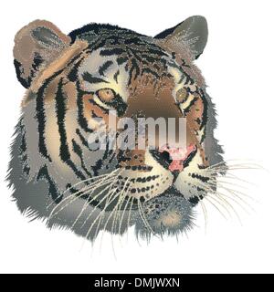 tiger head animal Stock Vector Image & Art - Alamy