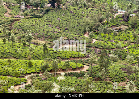 TEA FIELDS IN THE REGION OF MUNNAR, KERALA, SOUTHERN INDIA, INDIA, ASIA ...