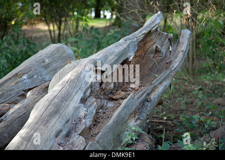 Decaying logs lying in woodland Stock Photo - Alamy