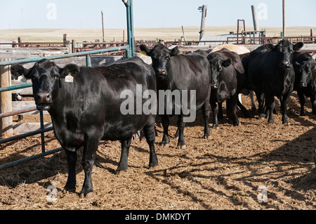 Livestock market, beef cattle in pens ready for sale, Llanrwst Cattle ...