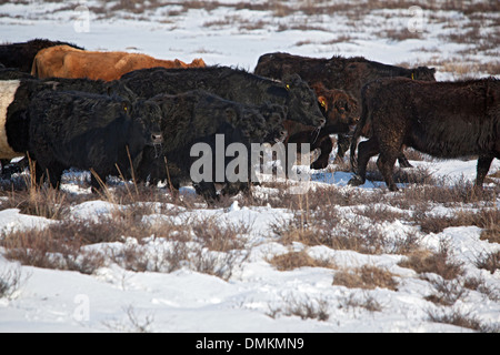 HERD OF COWS, REGION OF LAKE MYVATN, NORTHERN ICELAND, EUROPE Stock ...