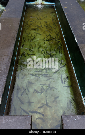 Rainbow trout aquaculture farm Stock Photo - Alamy