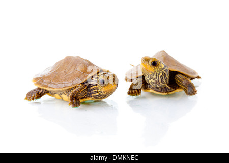 Baby Common Map Turtles against white background Stock Photo - Alamy