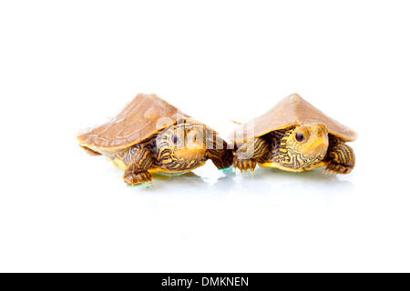 Baby Common Map Turtles against white background Stock Photo - Alamy
