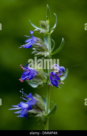 Close up of Hyssop (Hyssopus officinalis) blue flower flowers plant ...