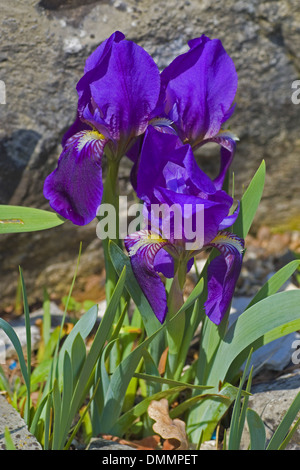 Botany - Iridaceae. Crimean iris (Iris lutescens 'Cyanea' Stock Photo ...