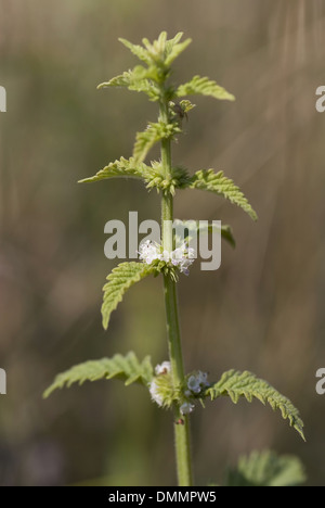 Gypsywort plant (Lycopus europaeus Stock Photo - Alamy
