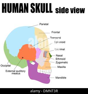 Vector human skull side view silhouette. eps 10 Stock Vector Image & Art - Alamy