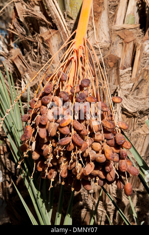 Dates on date palm, Merzouga, Meknès-Tafilalet Region, Errachidia ...