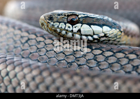 snake poisonous venomous culebra con cola larga Chile Stock Photo - Alamy