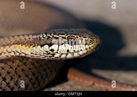 snake poisonous venomous culebra con cola larga Chile Stock Photo - Alamy
