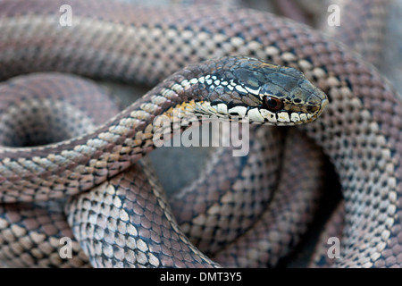 snake poisonous venomous culebra con cola larga Chile Stock Photo - Alamy